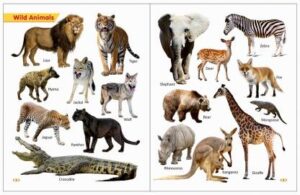 MY FIRST 2000 WORDS - Olive Publications